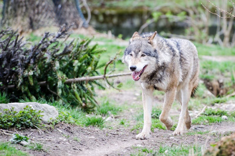 Wolf walking at the zoo. stock photo. Image of predator - 266805964