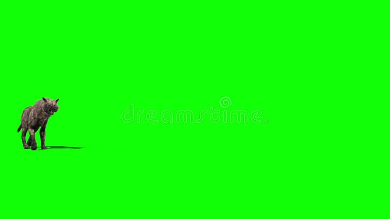 Wolf Walks Green Screen Back 3D Rendering Animation Stock Video - Video ...