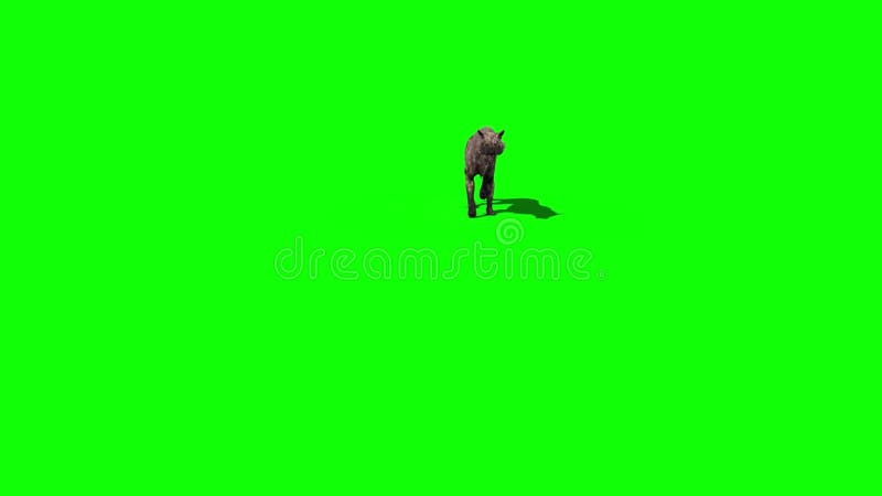 Wolf Walks Green Screen Front 3D Rendering Animation Stock Video ...