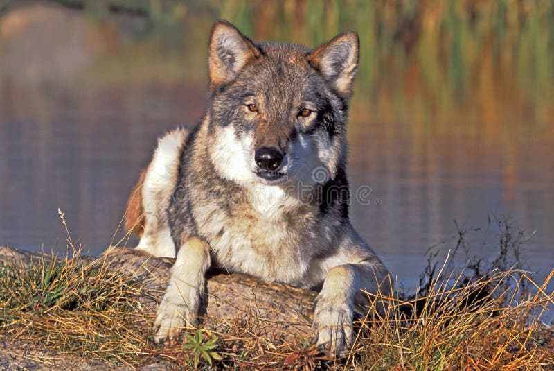 Wolf watching stock photo. Image of animals, rock, mammal - 53258456