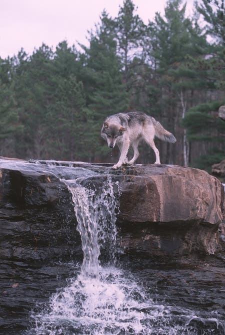 Wolf at waterfall stock image. Image of river, gray, vertical - 5748943