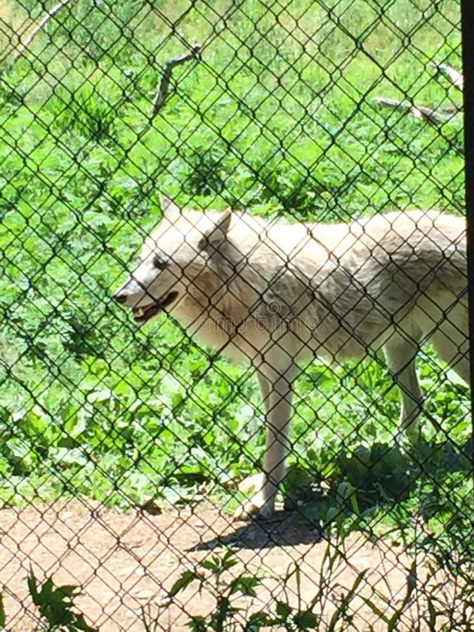 Wolf stock image. Image of wolf, white, female, fence - 100691737