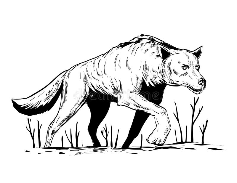 Stalking Wolf Stock Illustrations – 663 Stalking Wolf Stock ...
