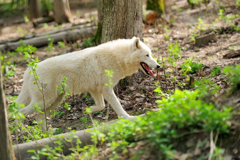 Wolf stock photo. Image of looking, grey, forest, outdoors - 30694104
