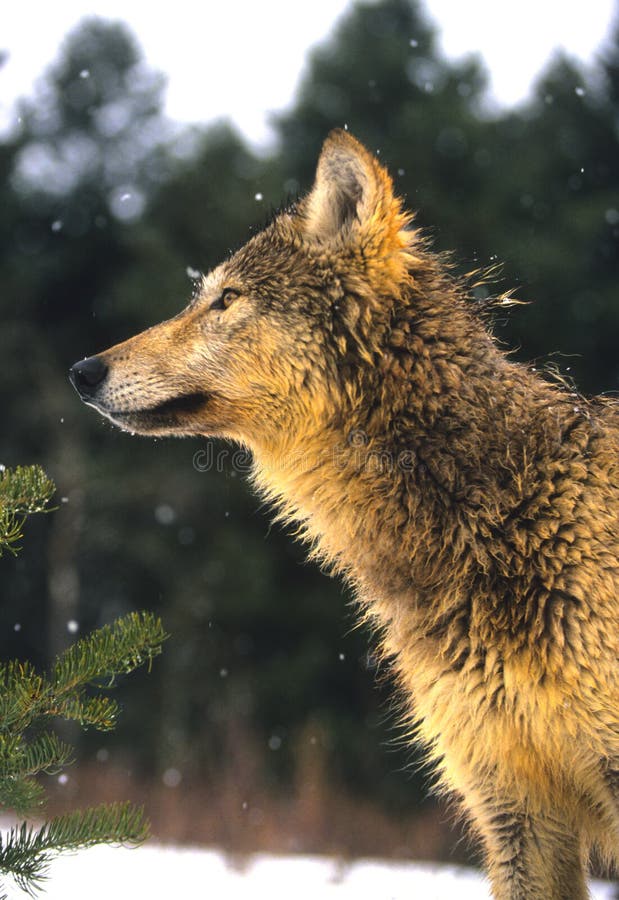 Wolf in Winter stock image. Image of snow, mammal, winter - 15849989