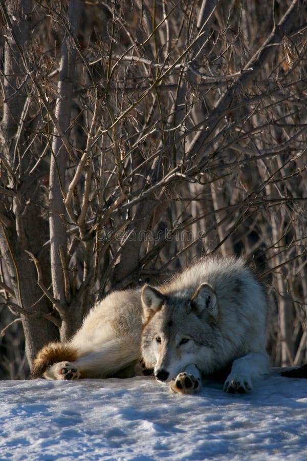 Wolf in winter stock image. Image of mammal, white, animal - 964993