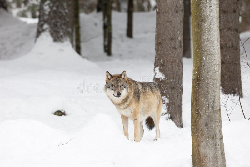Wolf in winter stock image. Image of winter, exterior - 96443229
