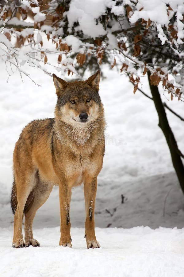 Wolf in winter stock photo. Image of portrait, wildlife - 135080340