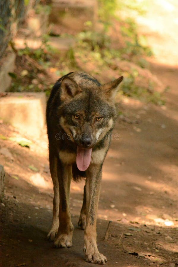 Wolf stock image. Image of wolfs, predators, forest, wolf - 44698975