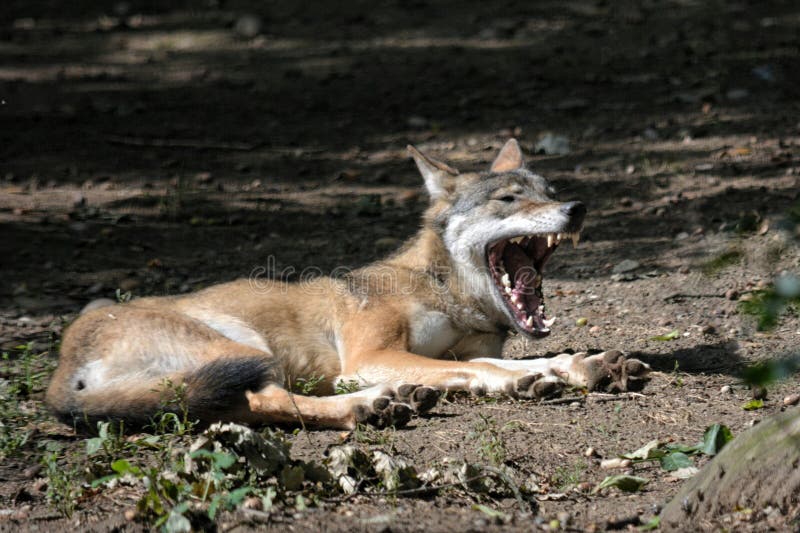 Wolf stock image. Image of predator, speed, wild, animals - 43979617