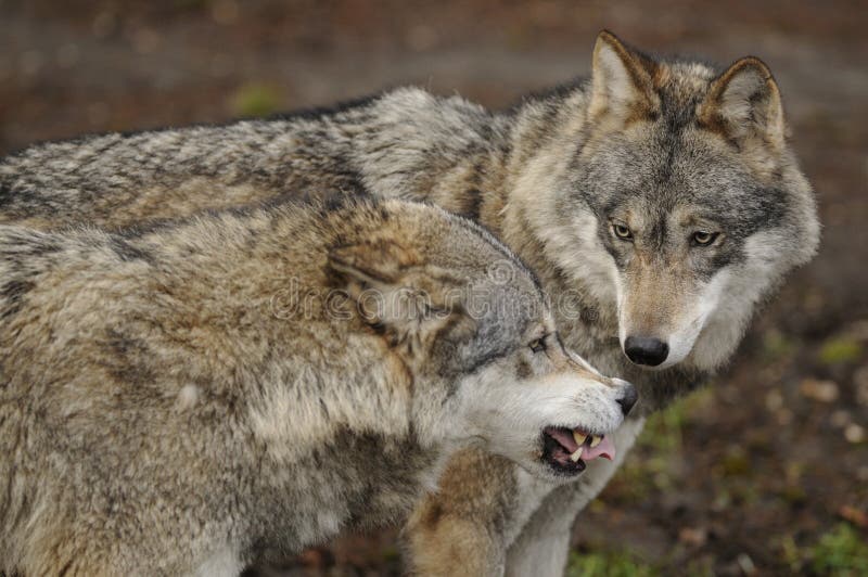 De welp van de wolf stock foto. Image of hout, welp, wolven - 5884484