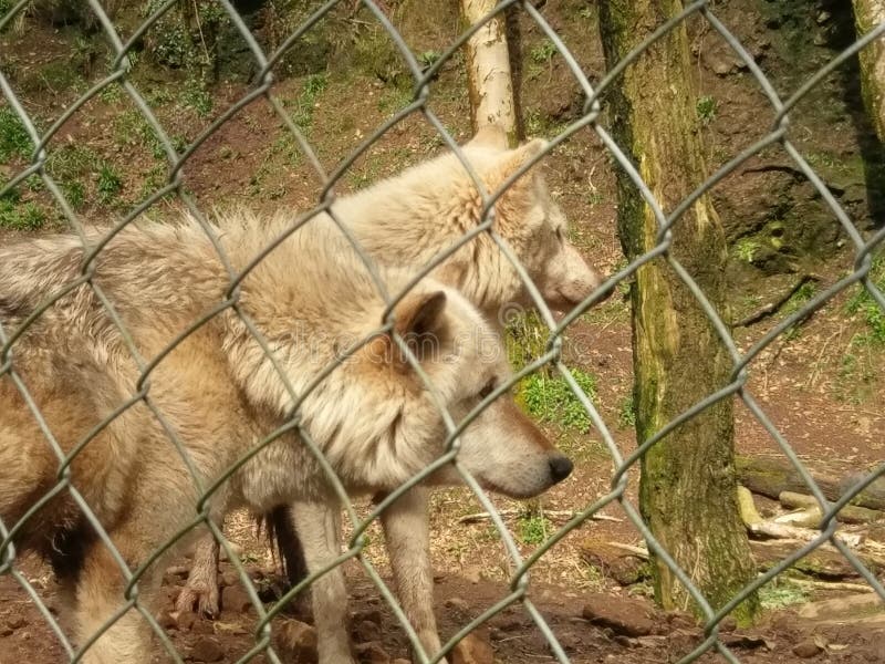 Caged Wolves Stock Photos - Free & Royalty-Free Stock Photos from ...