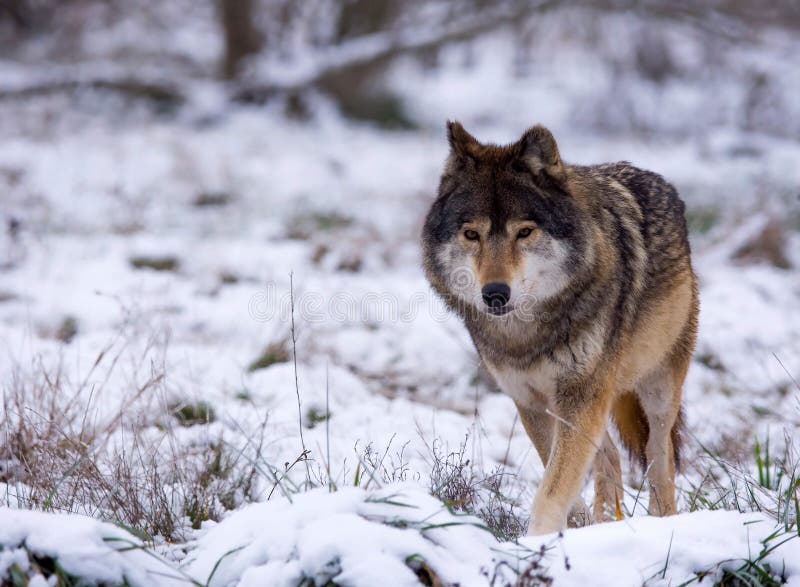 Wolf on the wood stock image. Image of blizzard, wolf - 166869743