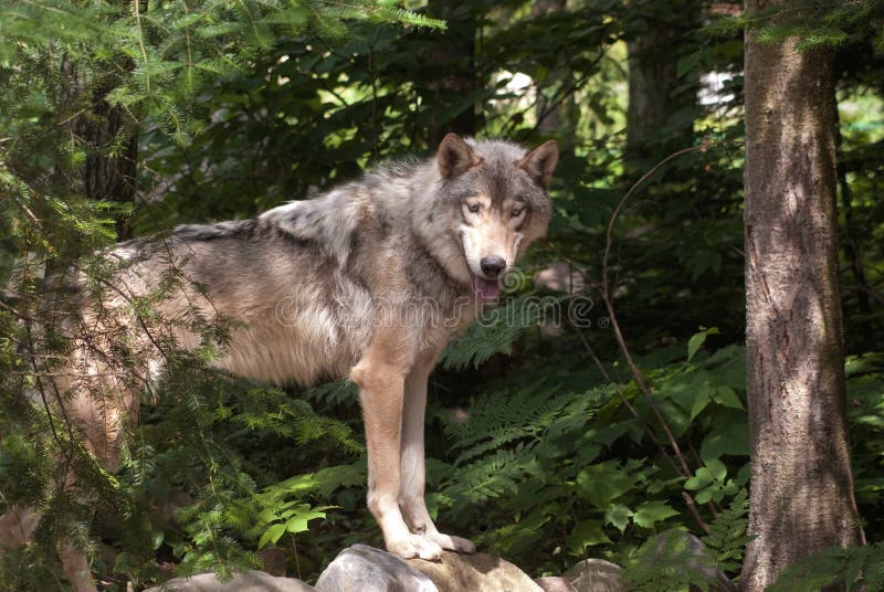 Wolf in the wood stock image. Image of canidae, fear - 32430469