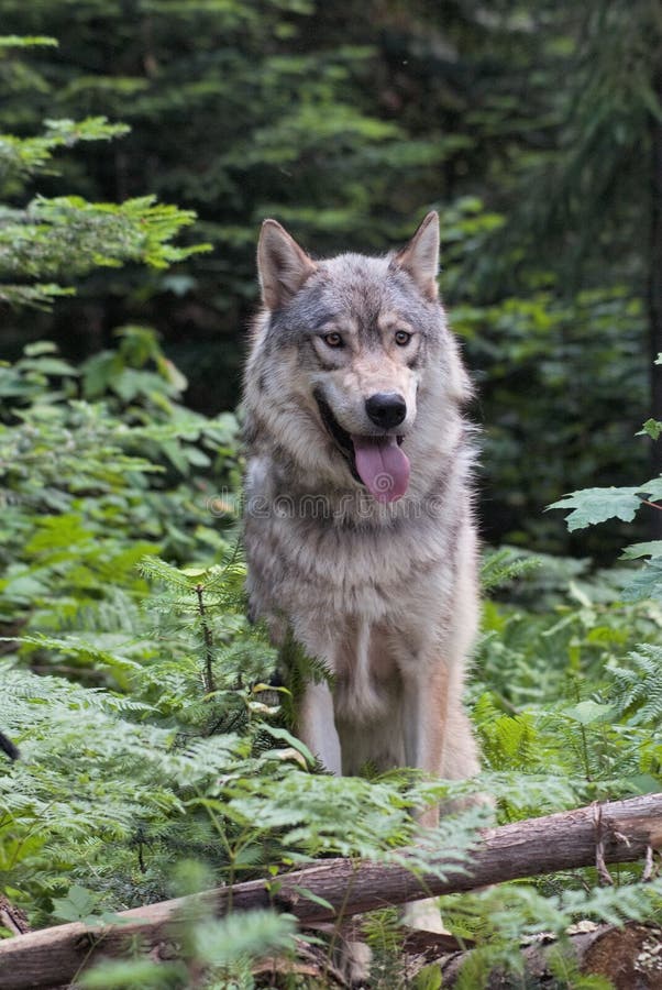 Wolf in the wood stock image. Image of animal, fern, wood - 32430485