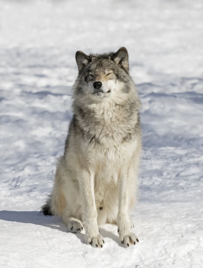 A Lone Timber Wolf or Grey Wolf (Canis Lupus) Sitting and Basking in ...