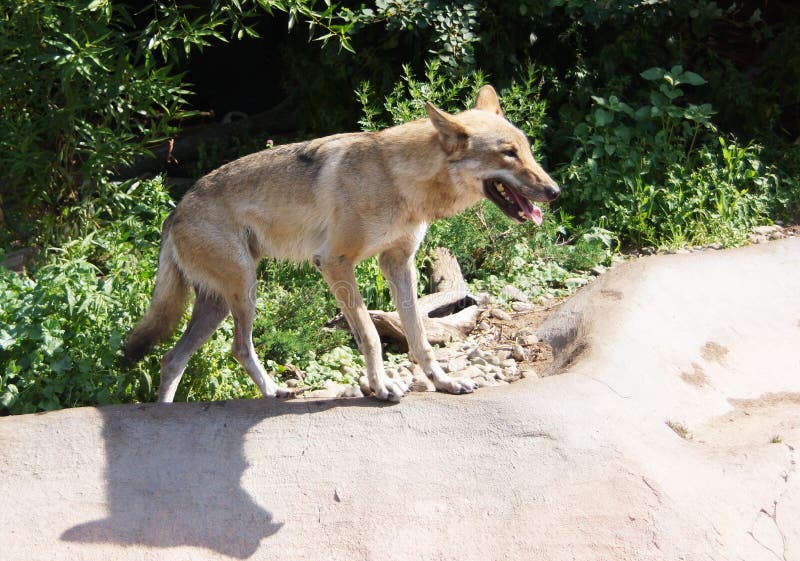 Wolf in a zoo. stock photo. Image of gray, front, life - 57561684