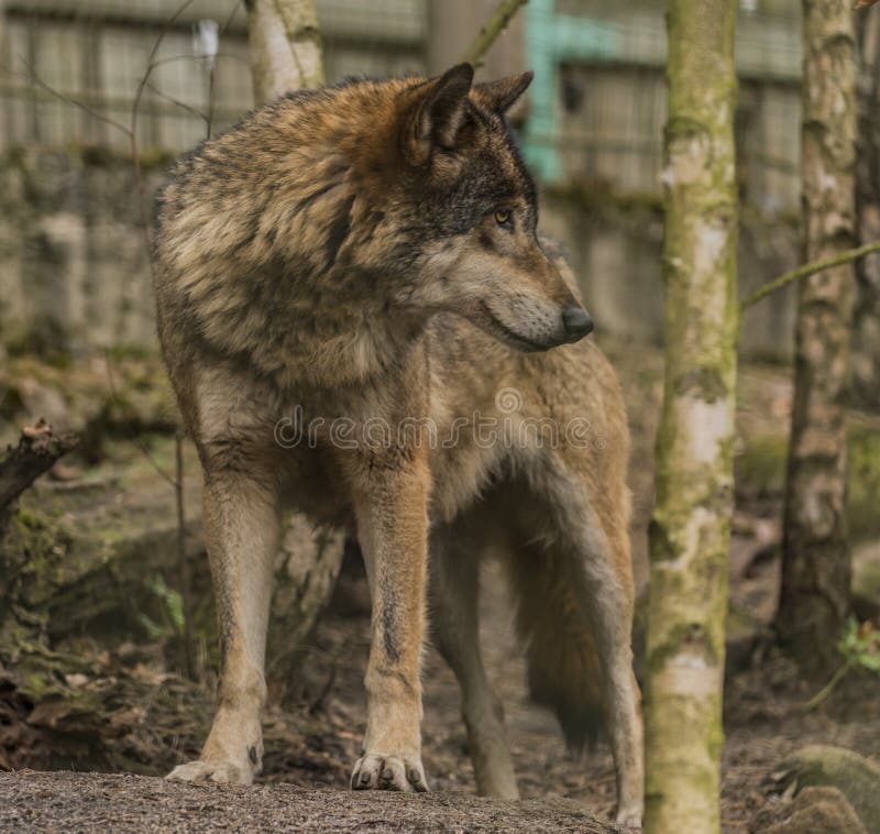Wolf in ZOO Decin Town in Winter Stock Photo - Image of decin, european ...