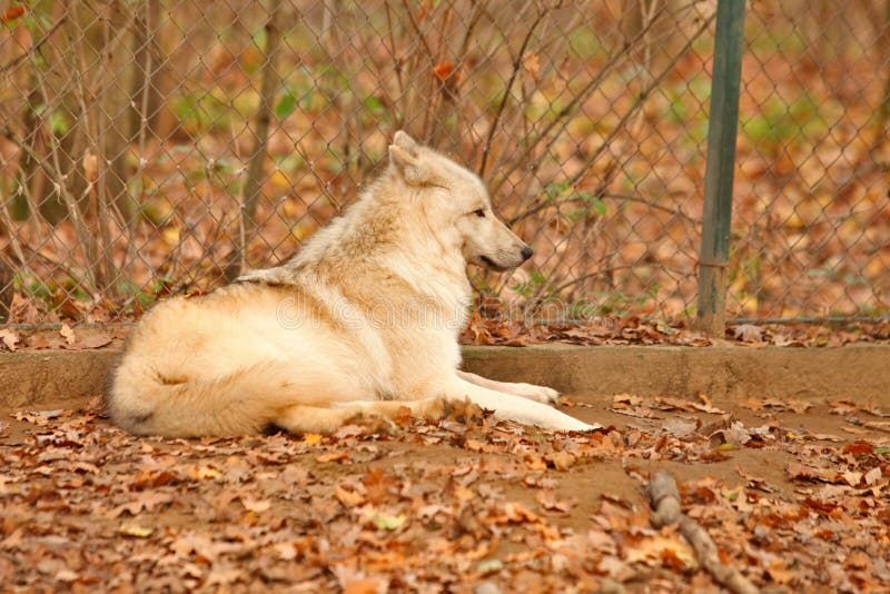 Wolf - zoo - hungary stock image. Image of animal, nature - 46968019