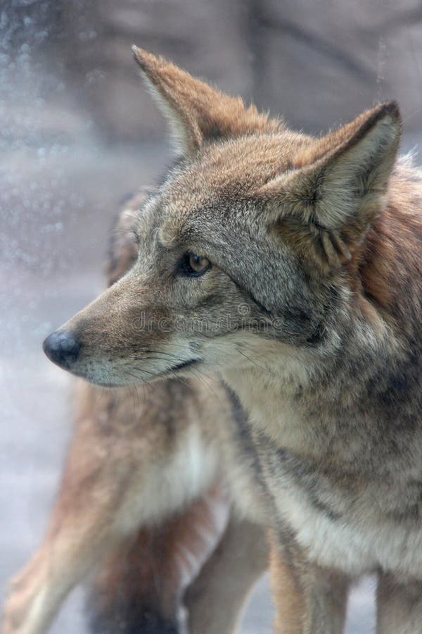 Wolf in a Zoo in Osaka - Japan Stock Photo - Image of nature, mammal ...