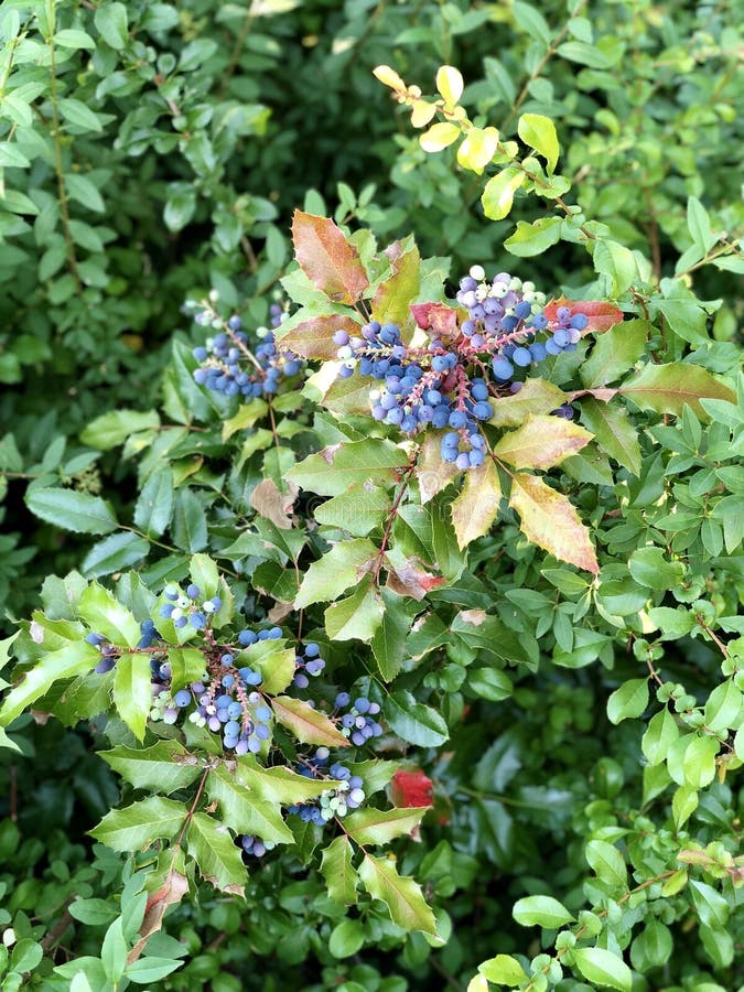 Closeup of WolfBerries stock photo. Image of organic, antioxidant - 8186916