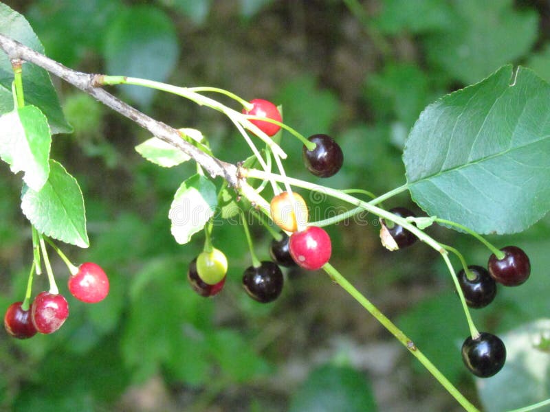 Wolfberries stock image. Image of goji, oriental, dehydrated - 13461207