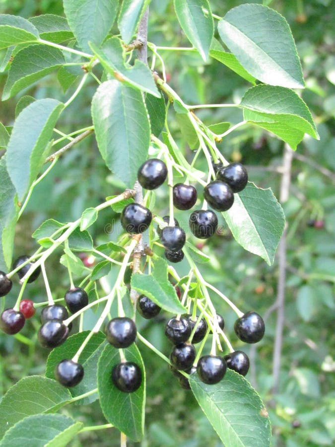 Wolfberries stock photo. Image of fruit, nutritional, medicine - 7780166