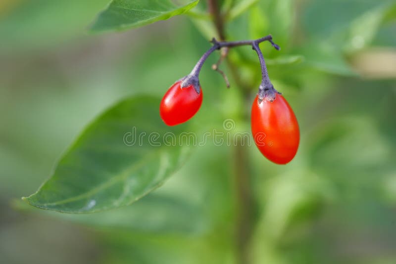 Wolfberry stock image. Image of strengthening, dunes, baltic - 7554249