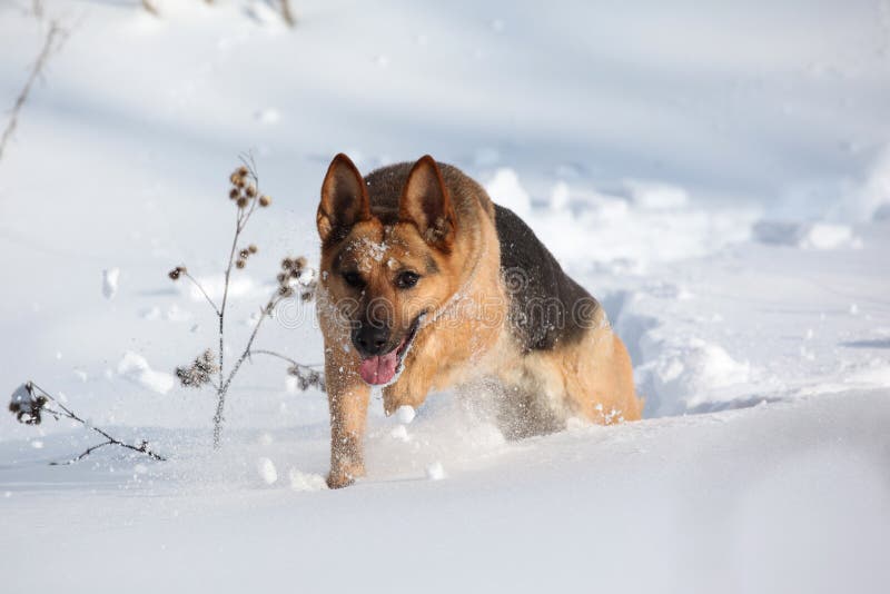 Wolfdog in snow stock photo. Image of wildlife, mammals - 63122392