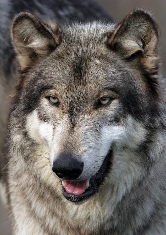 Roter Wolf Portrait stockbild. Bild von ausdruck, wild - 97781845