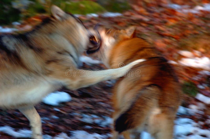 Wolfs in action stock image. Image of eyes, alone, power - 583983