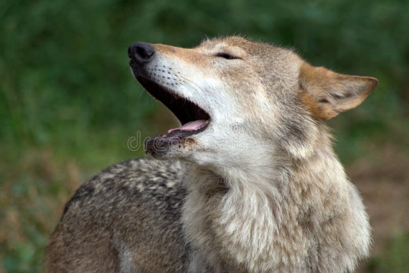 Wolfs Heulen stockfoto. Bild von heulen, wolfs - 16487786