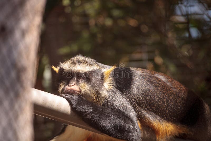 Wolfs O Wolfi Do Wolfi Do Cercopithecus Do Macaco Foto de Stock ...