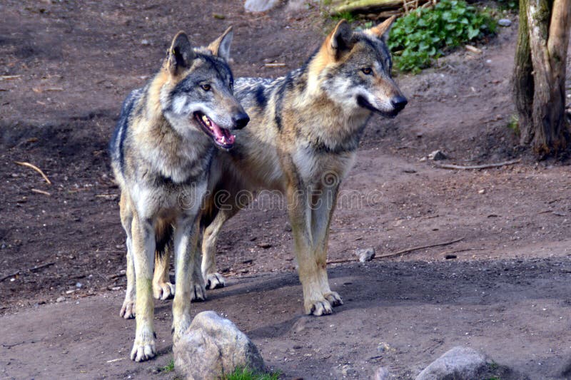 Wolfs stock photo. Image of copenhagen, fauna, dreamstime - 53770296