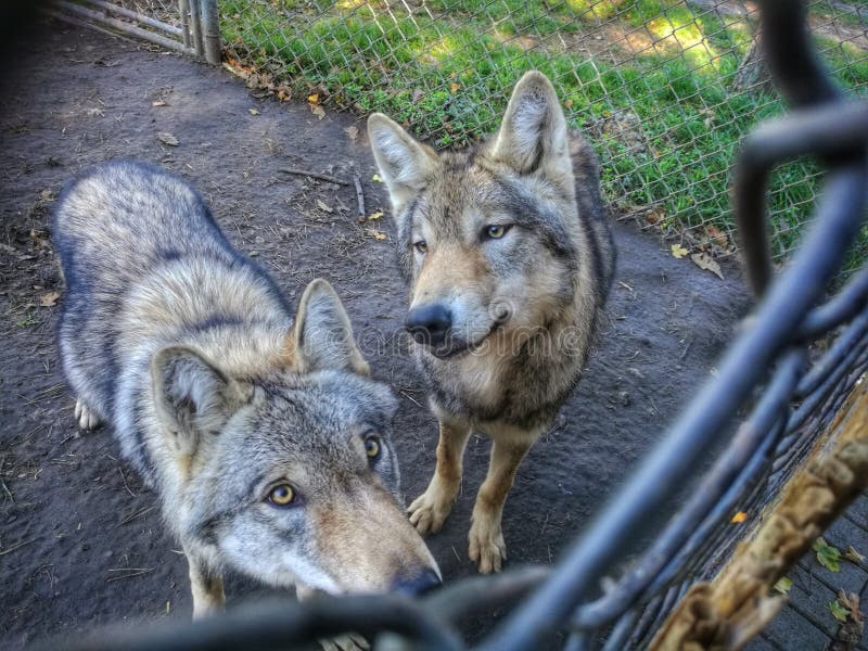Wolfs in zoo in Hungary stock image. Image of bear, special - 83199381