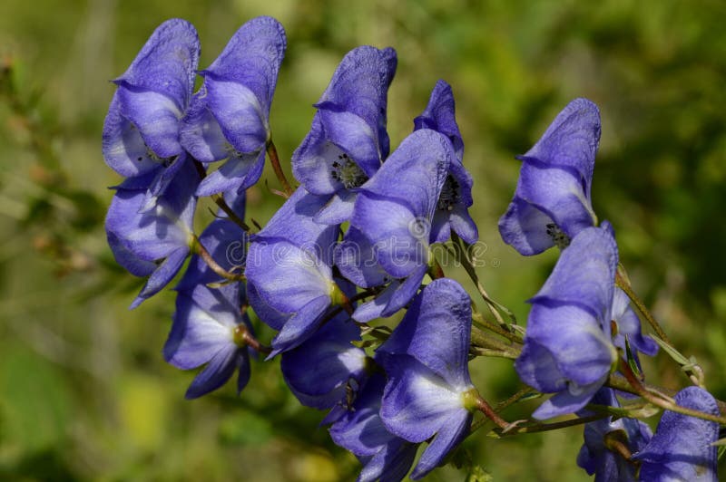 Wolfsbane Bloomed in the Fall in the Clearing Stock Image - Image of ...