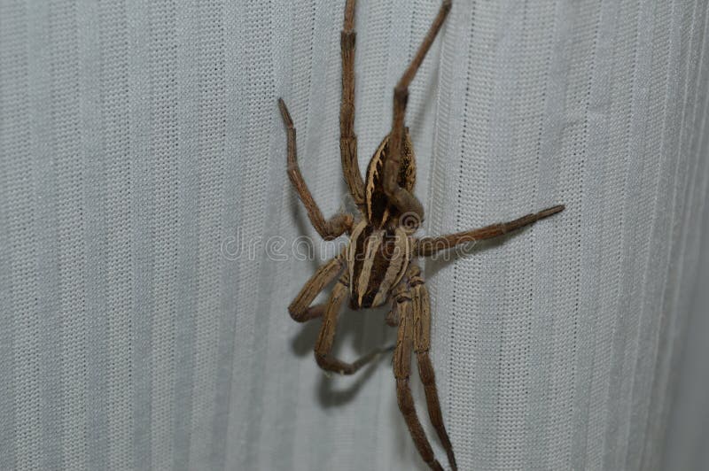 Wolf spider on curtains stock image. Image of striped - 39073627