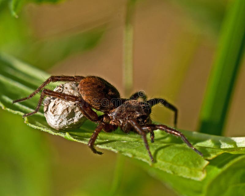 Wolfspinne, Lycosidae Trochosa SP Stockfoto - Bild von giftig, wildnis ...