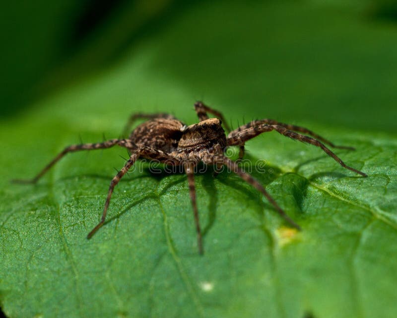 Wolfspinne, Alopecosa-pulverulenta Nahaufnahme Des Eies Mit Spiderlings ...