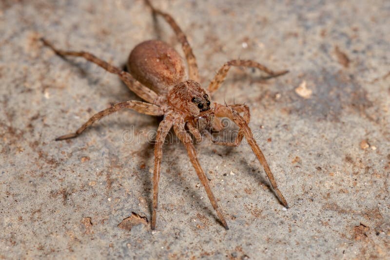 Wolf Spider stockfoto. Bild von frau, draussen, augen - 197269570