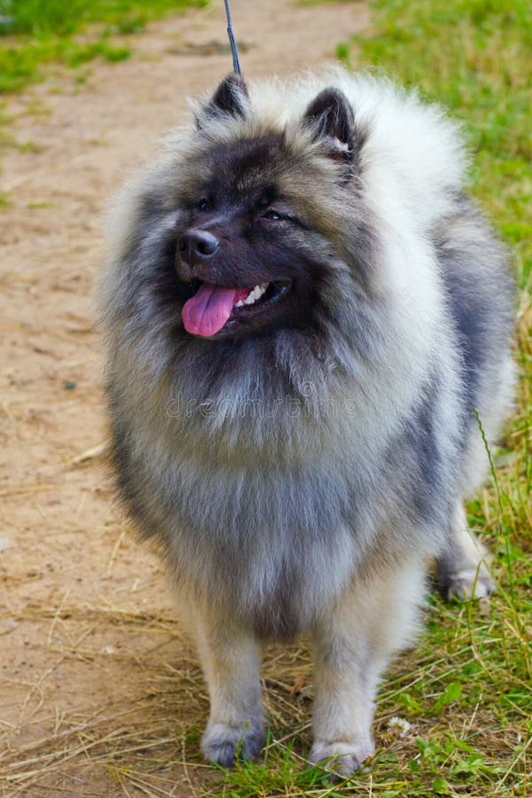 Wolfsspitz Dog Smiles on the Green Grass Stock Image - Image of hair ...