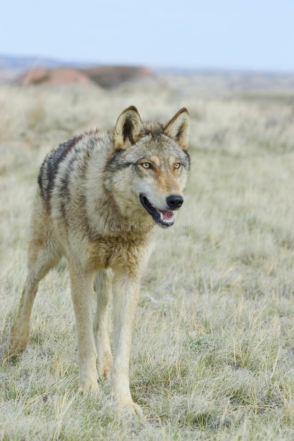 Wolg Stock Photos - Free & Royalty-Free Stock Photos from Dreamstime