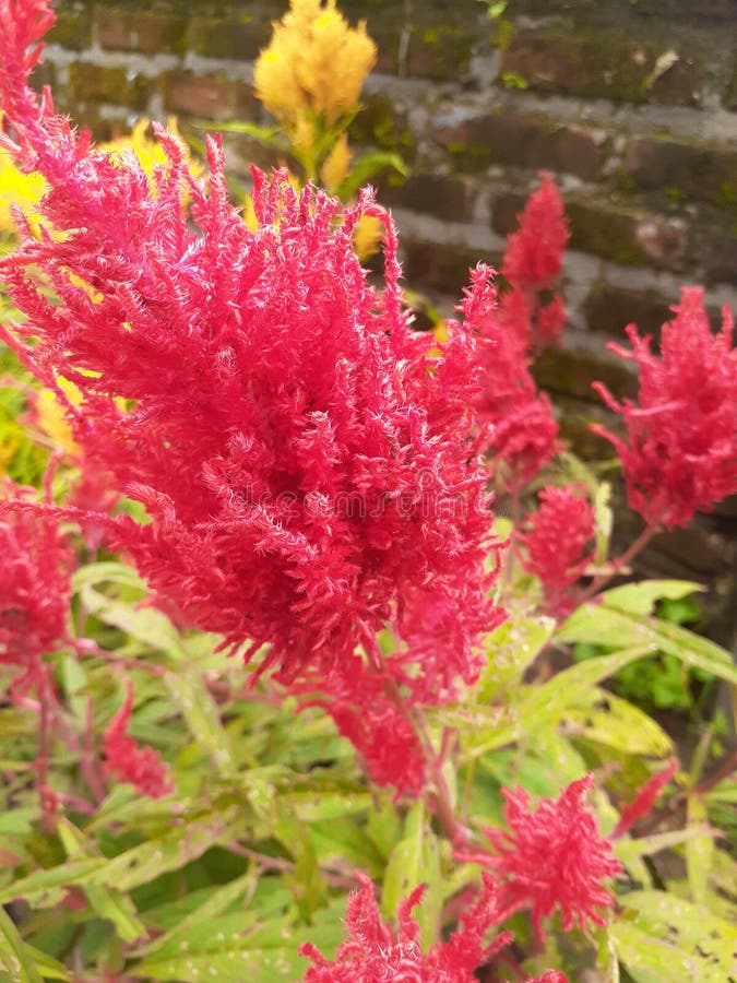 Woll Flower Visit Indonesia Visit Java Stock Image - Image of visit ...