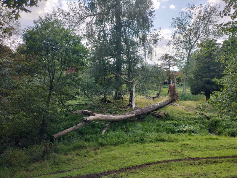 Wollaton Hall Park Nottingham Tree Down by Lake Stock Photo - Image of ...