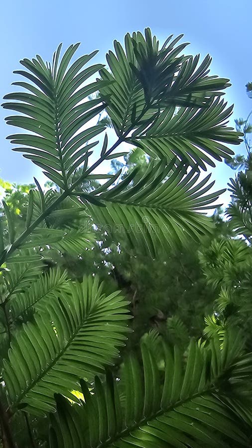 Wollemi pine needles stock image. Image of leaf, wollemi - 376727753