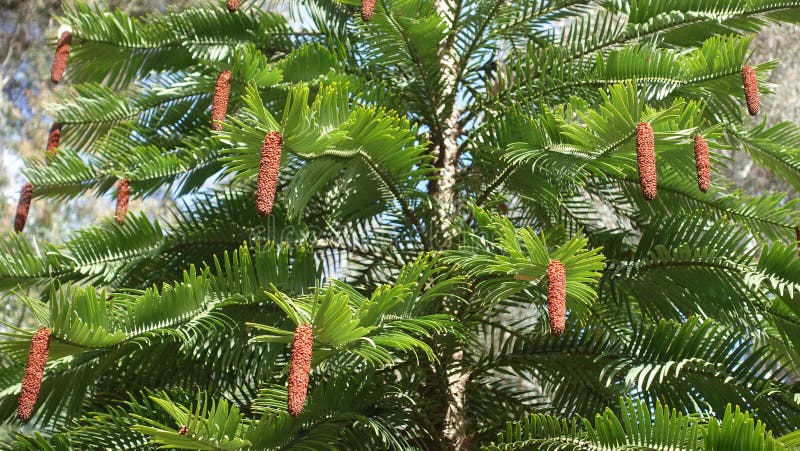 Wollemi Pine Tree with Cone Shape Pine Tree Flower in Wind is Breezing ...
