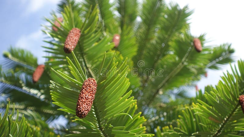 Wollemi Pine Tree with Cone Shape Pine Tree Flower in Wind is Breezing ...
