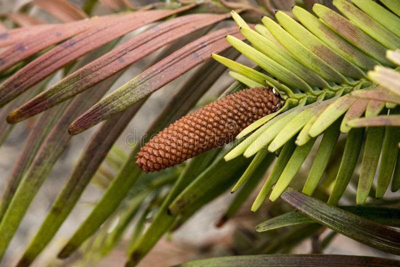 Wollemia Nobilis or Wollemi Pine Stock Photo - Image of wollemi, tree ...