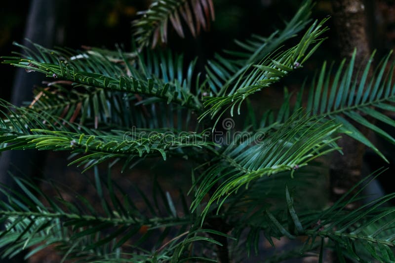 Wollemia Nobilis, Close-Up of Wollemi Pine Branches in Low Light Stock ...