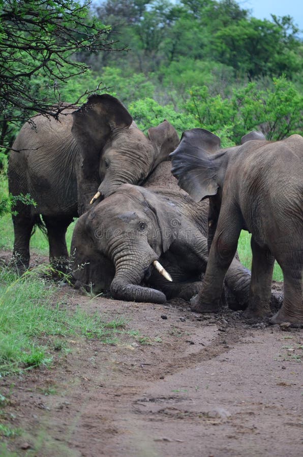 Wollow del fango foto de archivo. Imagen de goce, hierba - 72538156